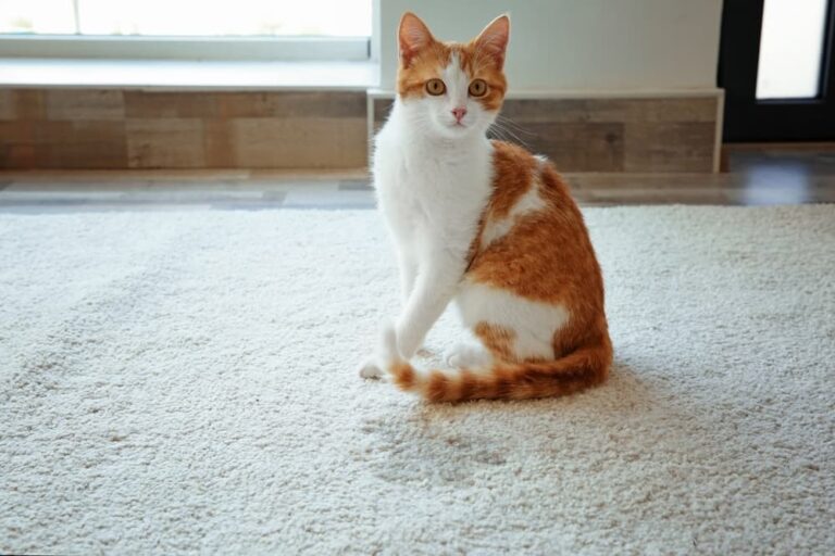 Cystitis in Cats | Great Pet Care