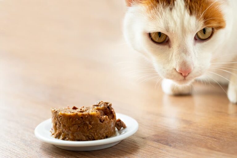 Feline Lower Urinary Tract Disease (FLUTD) | Great Pet Care