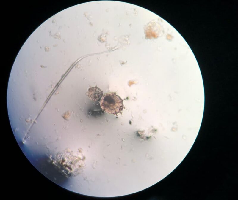 Mange in Dogs | Great Pet Care