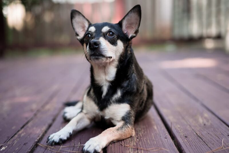 Meningitis in Dogs | Great Pet Care