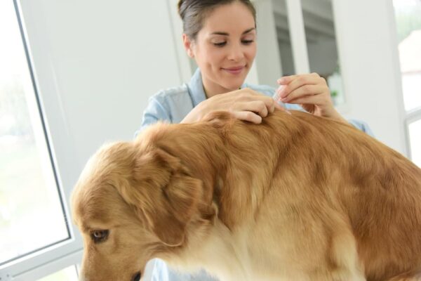 Meningitis in Dogs | Great Pet Care