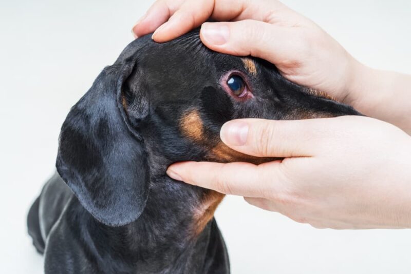 Red Eyes in Dogs | Great Pet Care