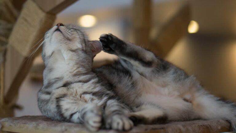 Ringworm in Cats | Great Pet Care