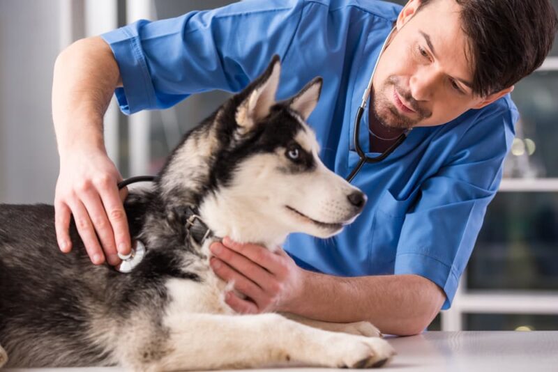 Staph Infection in Dogs | Great Pet Care