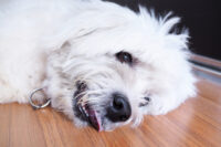 Pug Dog Encephalitis | Great Pet Care