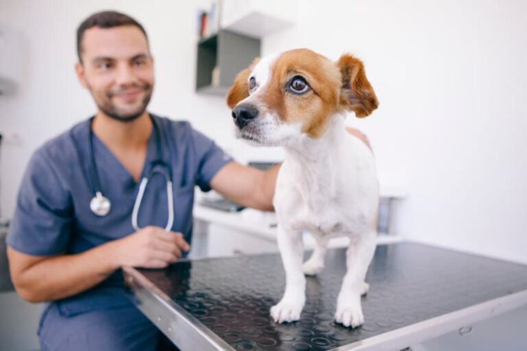 Liver Disease in Dogs | Great Pet Care