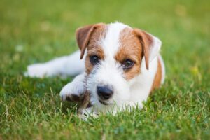Pica in Dogs | Great Pet Care