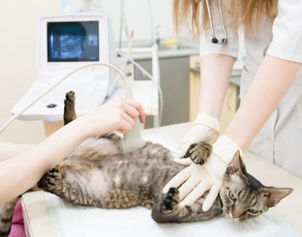 Cat Pregnancy: What to Expect | Great Pet Care