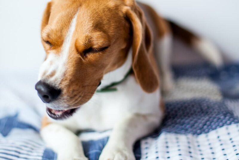 Bronchitis in Dogs | Great Pet Care