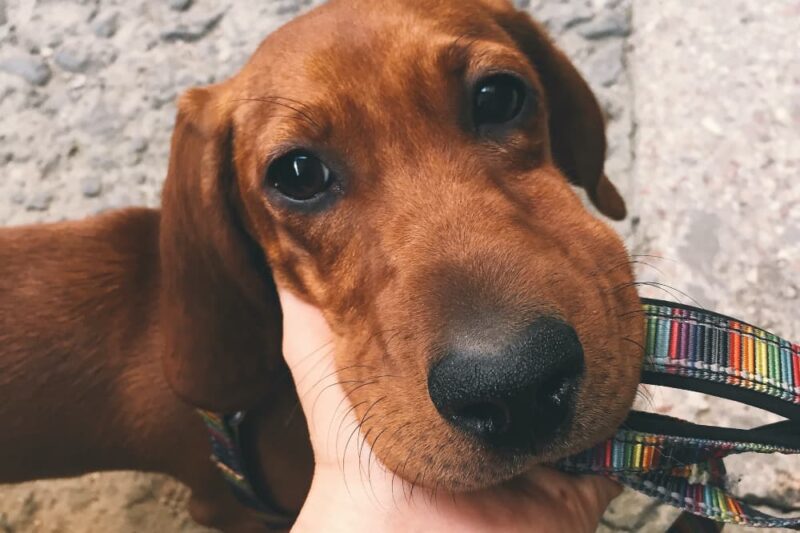 What to Do If Your Dog is Stung By a Bee | Great Pet Care