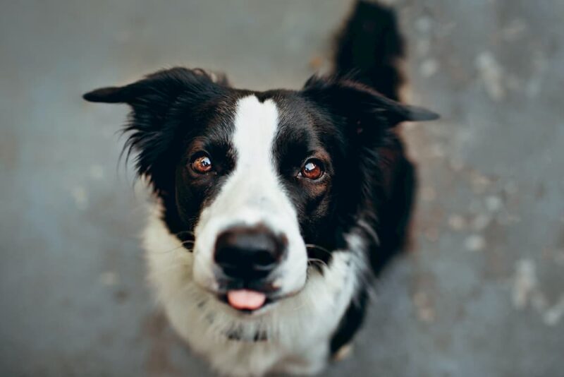 Dog Nip: What to Know About Anise for Dogs | Great Pet Care
