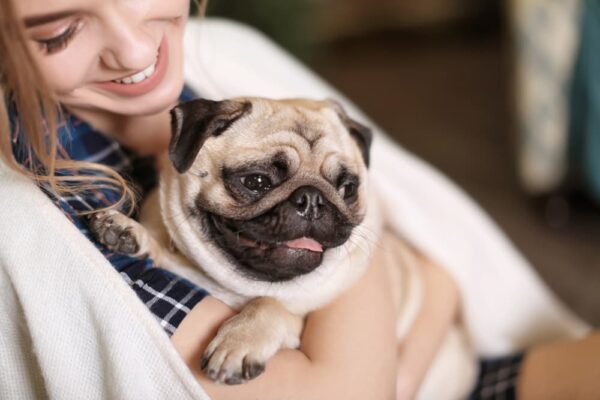 Pug Dog Encephalitis | Great Pet Care