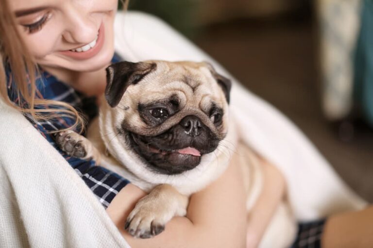 Pug Dog Encephalitis | Great Pet Care
