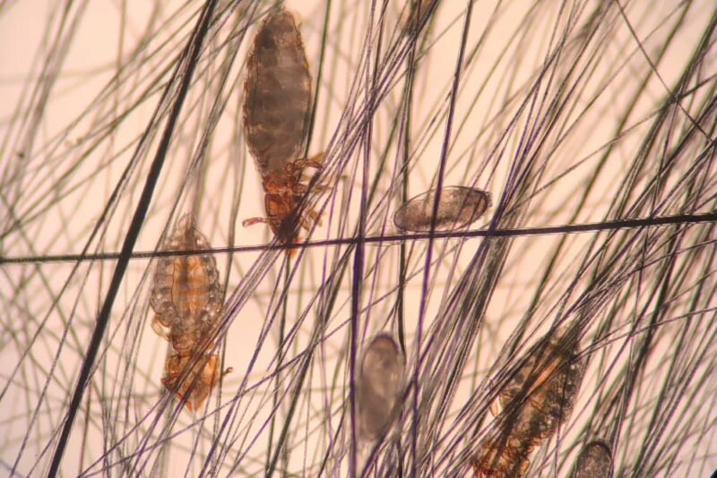 All About Cat Lice | Great Pet Care