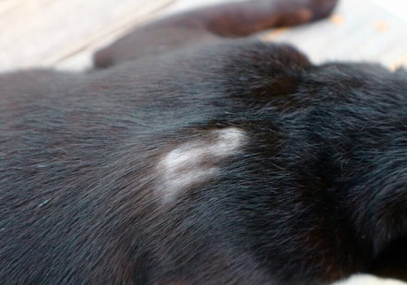 Lupus in Dogs | Great Pet Care