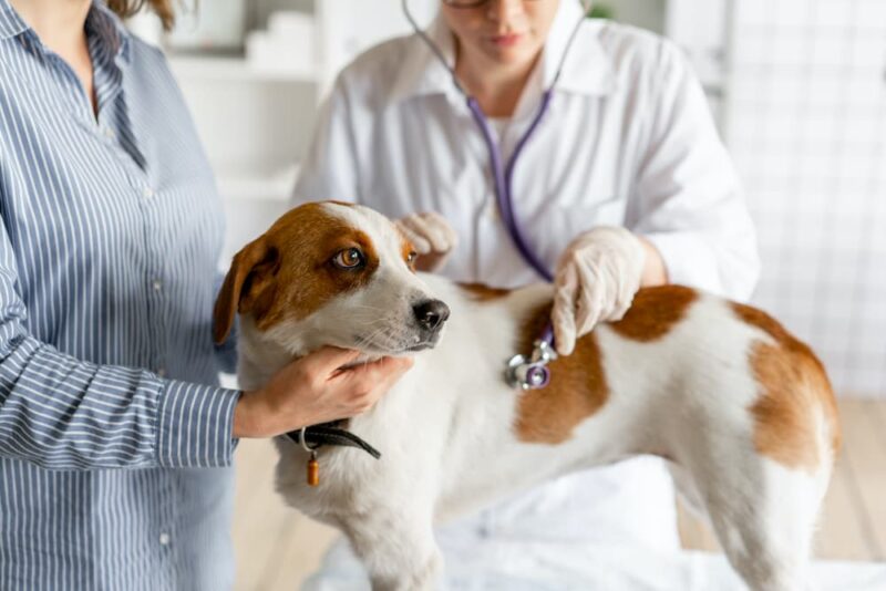 Pyometra in Dogs: Signs and Treatment | Great Pet Care