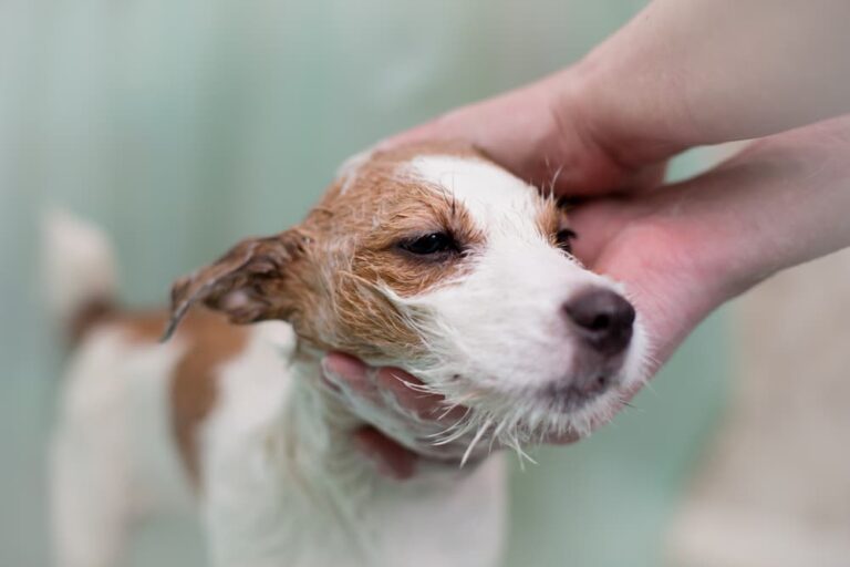Seborrhea in Dogs | Great Pet Care