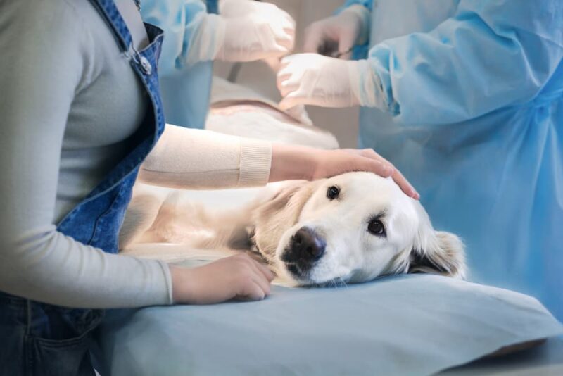 Pyometra in Dogs: Signs and Treatment | Great Pet Care