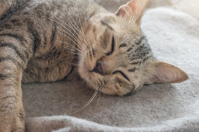 Heart Failure in Cats | Great Pet Care