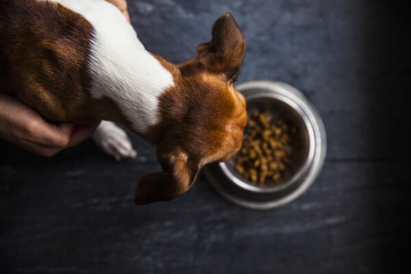 Protein for Dogs: Everything You Need to Know | Great Pet Care