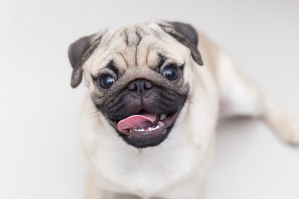 Pug Dog Encephalitis | Great Pet Care