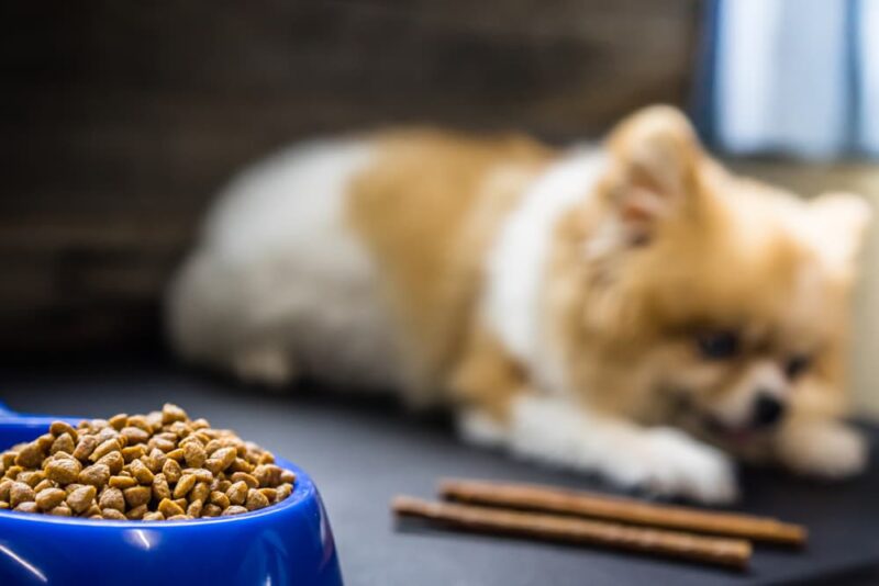 Pyometra in Dogs: Signs and Treatment | Great Pet Care