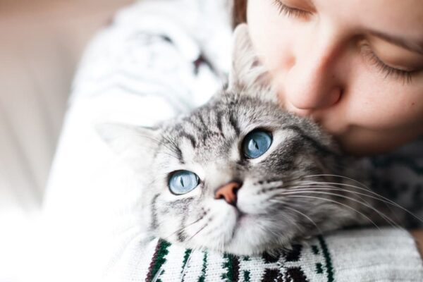 Feline Infectious Peritonitis (FIP) in Cats | Great Pet Care