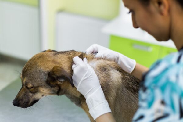 Ringworm in Dogs | Great Pet Care