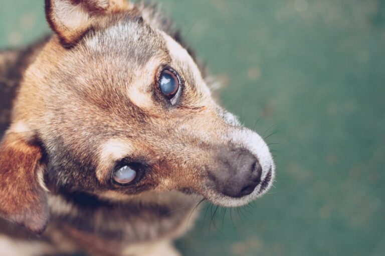 What Should My Dogs Eyes Look Like
