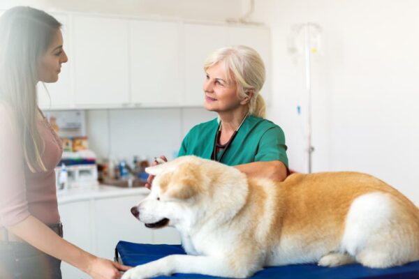 Pyoderma in Dogs | Great Pet Care