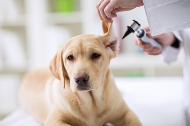 Vestibular Disease in Dogs | Great Pet Care