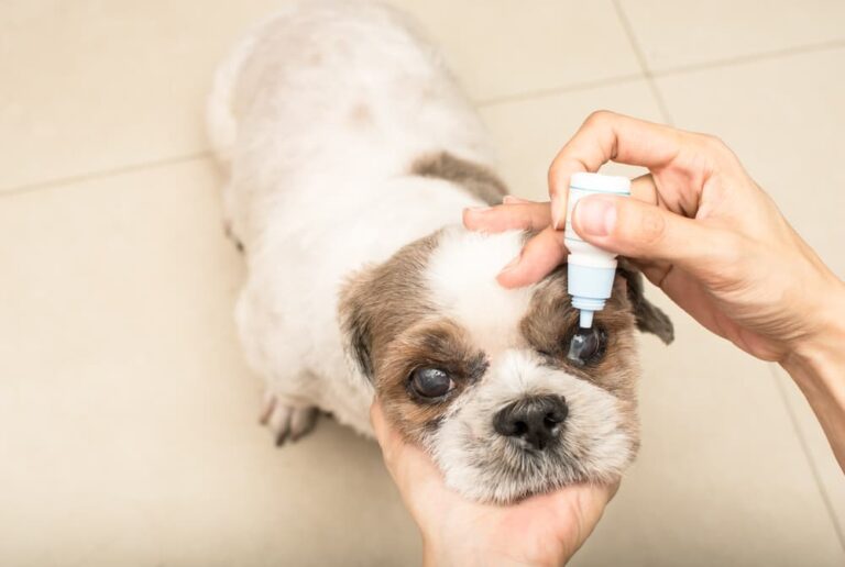 Cataracts in Dogs | Great Pet Care