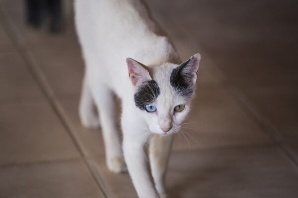 Feline Infectious Peritonitis (FIP) in Cats | Great Pet Care