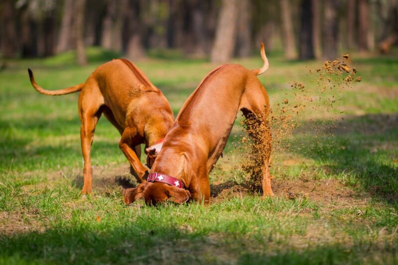 How to Stop a Dog From Digging | Great Pet Care