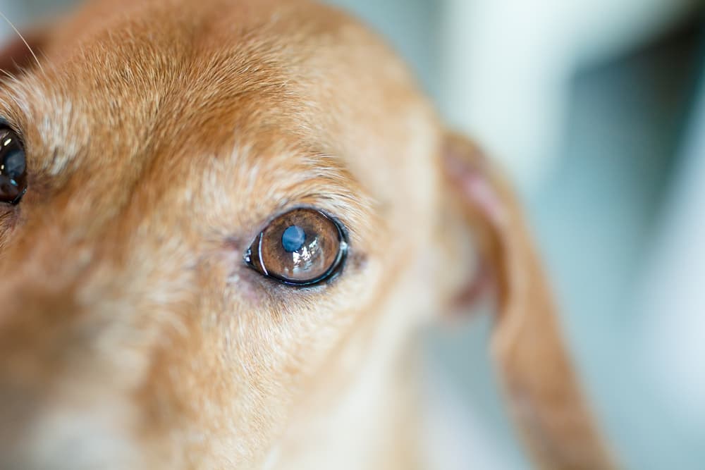 Cataracts In Dogs Great Pet Care Cataracts In Dogs Great Pet Care