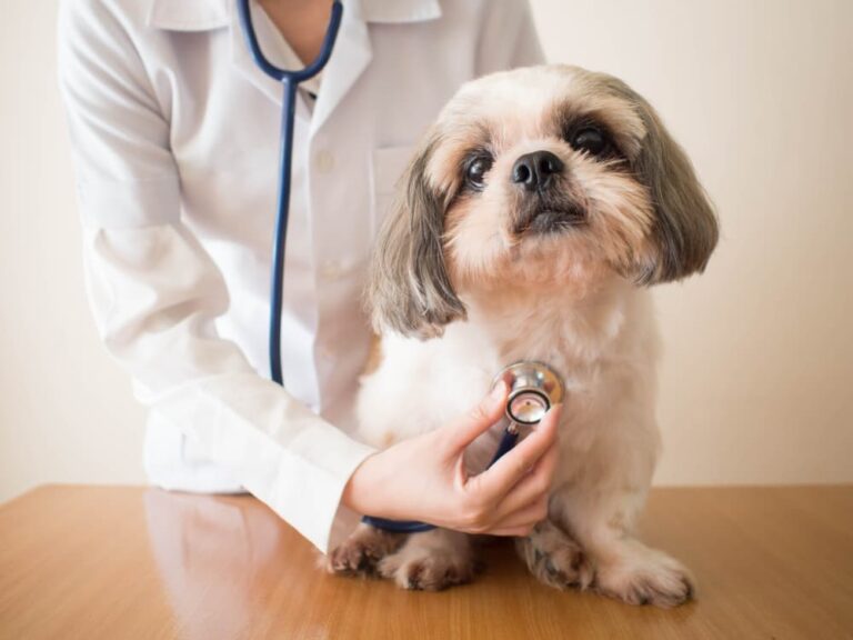 Lung Cancer in Dogs | Great Pet Care
