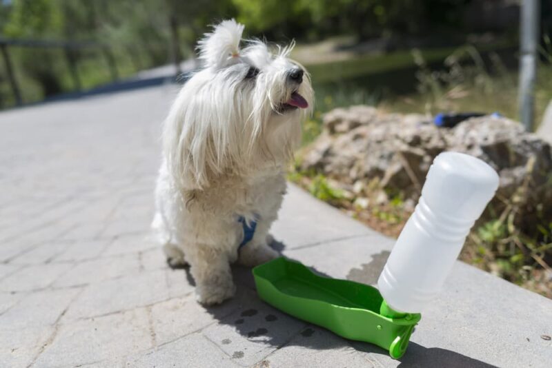 How Much Water Should a Dog Drink? | Great Pet Care
