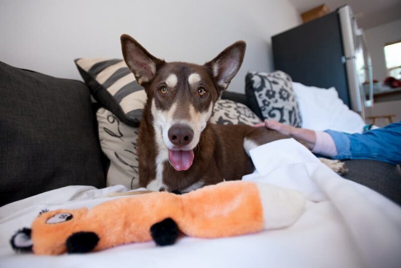 COVID-19: Pet Rescues and Animal Shelters Stay Positive and Innovate ...