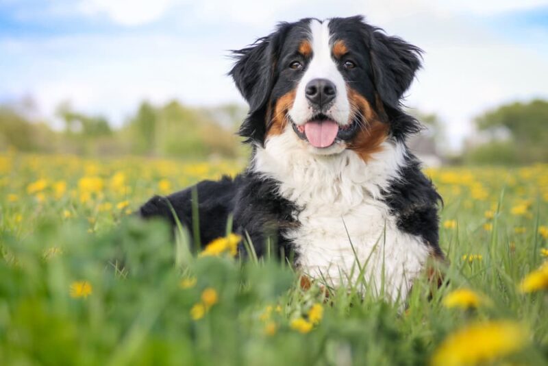 Top 8 Calm Dog Breeds | Great Pet Care