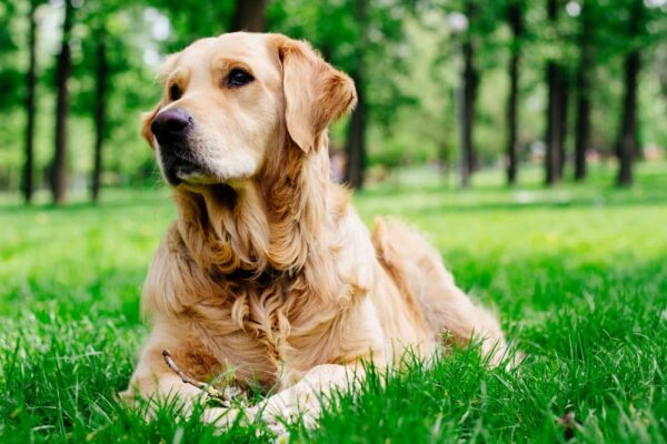 Top 8 Calm Dog Breeds | Great Pet Care