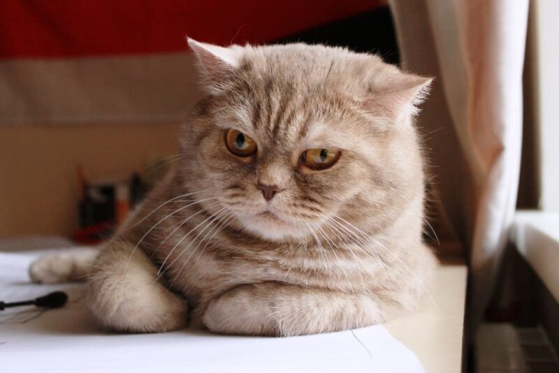 10 Signs Your Cat is Getting Older | Great Pet Care