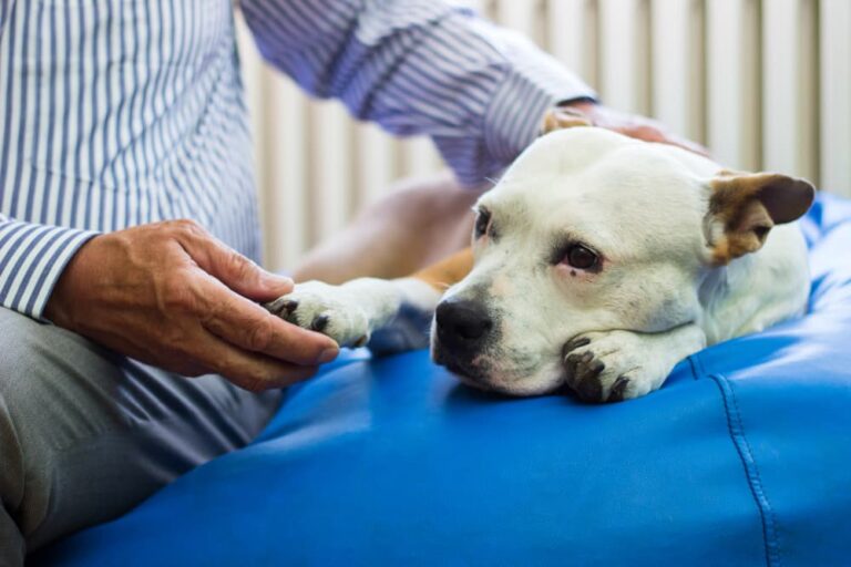 Congestive Heart Failure in Dogs | Great Pet Care