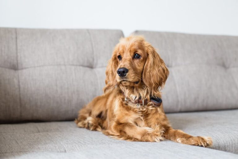 Dilated Cardiomyopathy (DCM) in Dogs | Great Pet Care