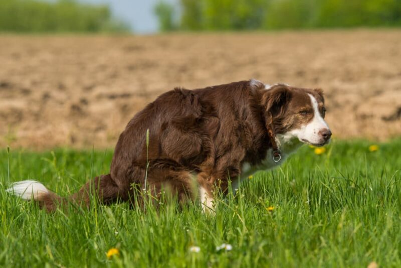 Coccidia in Dogs | Great Pet Care