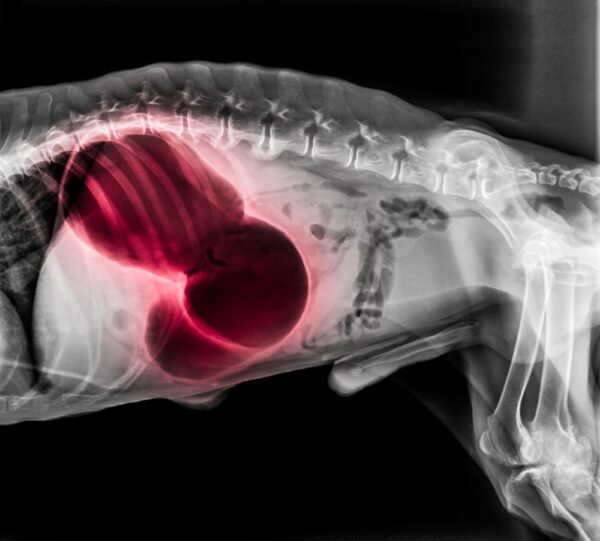 Bloat in Dogs | Great Pet Care