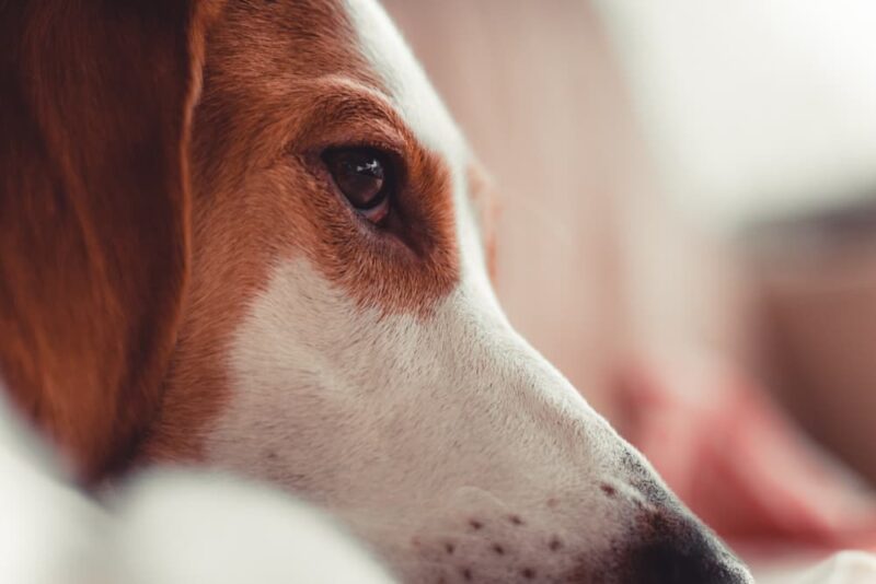 Can Dogs Cry? | Great Pet Care