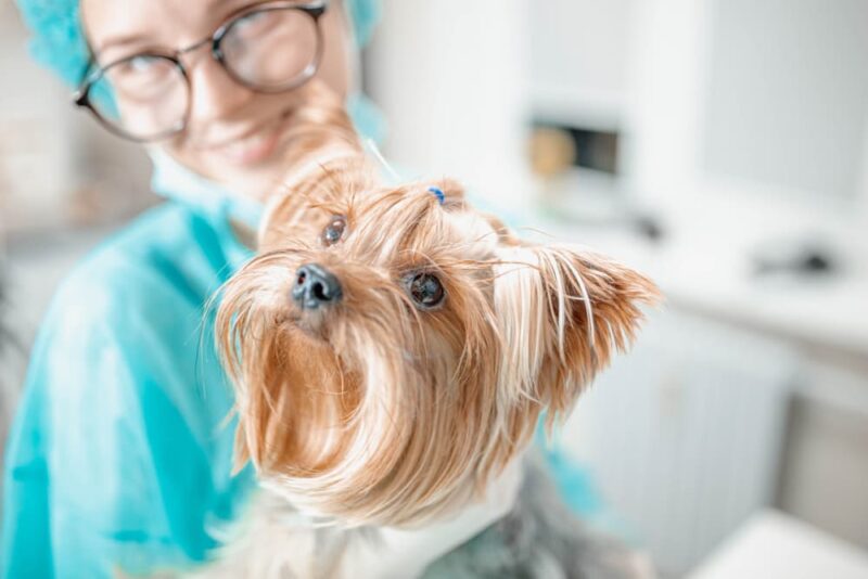 Hydrocephalus in Dogs | Great Pet Care