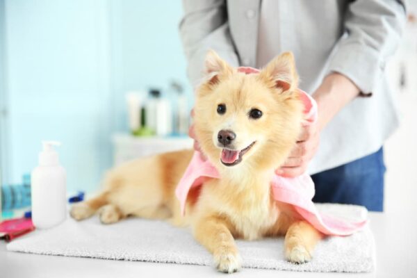 Dog Shedding: Why It Happens | Great Pet Care