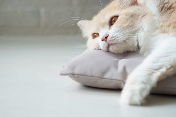 Diarrhea in Cats | Great Pet Care