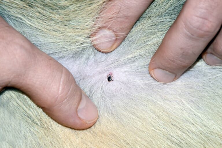 Lyme Disease in Dogs | Great Pet Care
